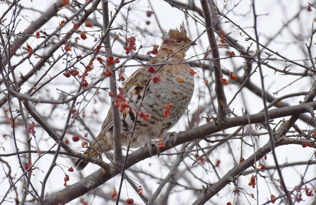 Forecast favors colder, snowier winter | News, Sports, Jobs - The Daily ...